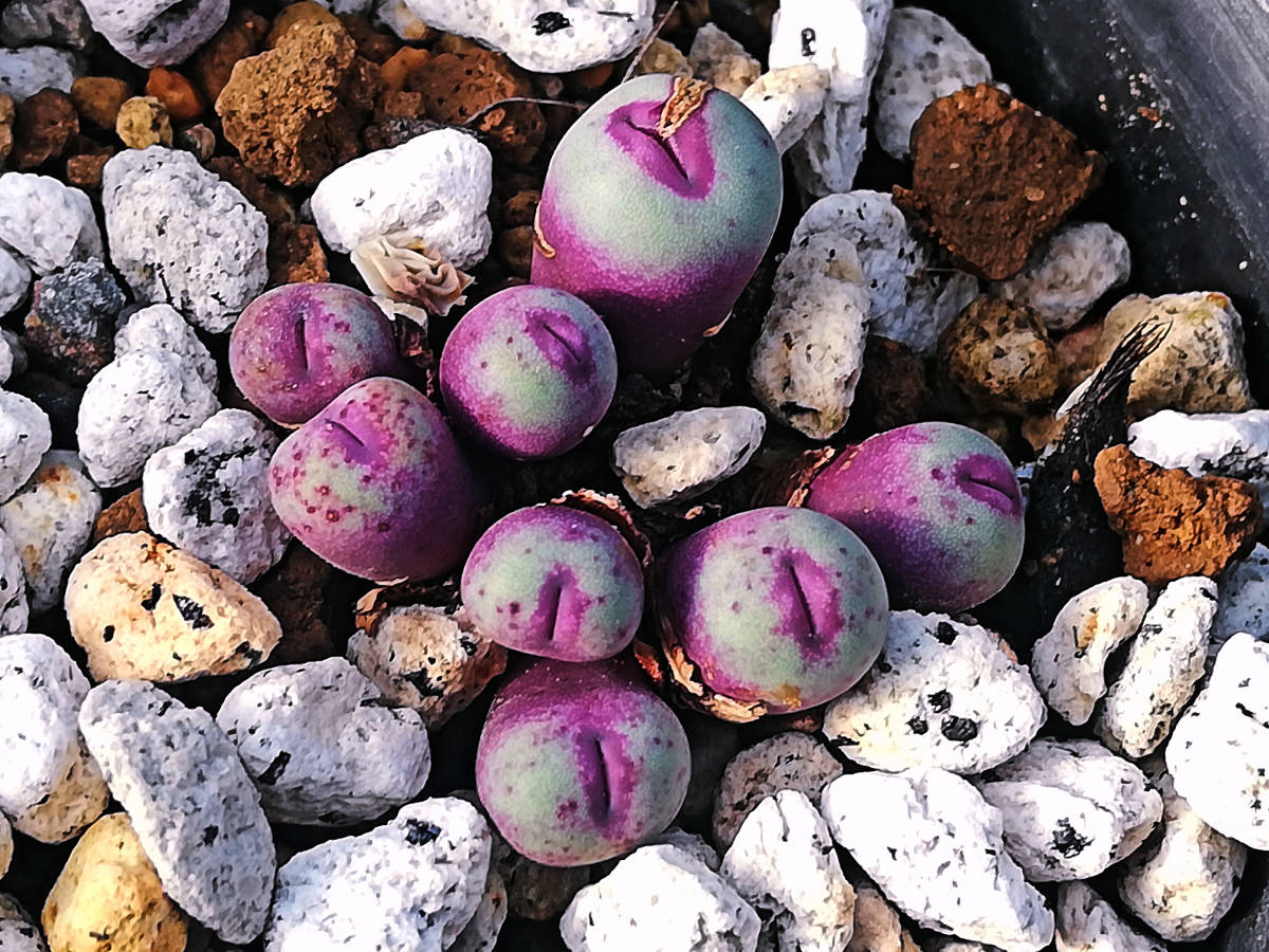 【未使用】★☆[ぺてぃのお店] コノフィツム 小姓 Conophytum pageae パゲアエ ☆★ の落札情報詳細| ヤフオク落札価格情報 ...