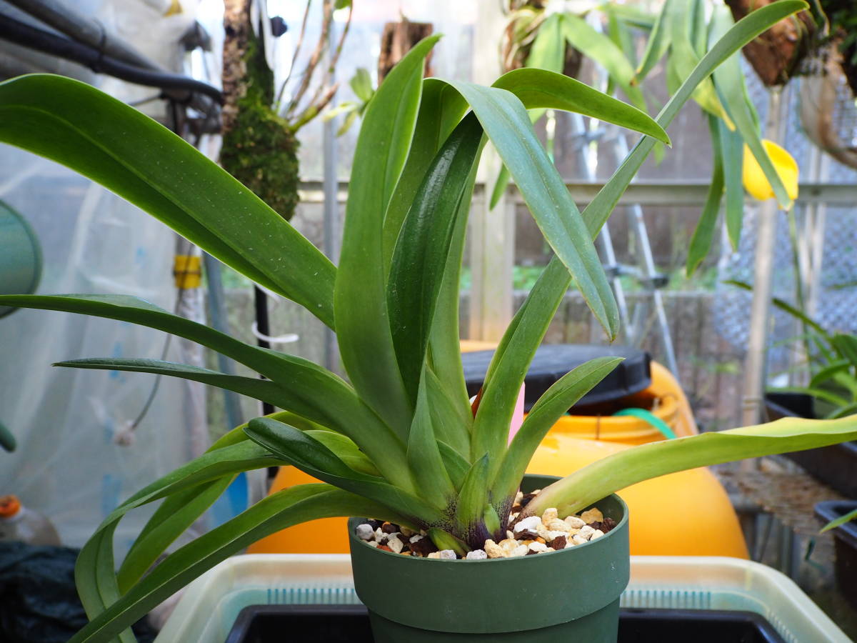 【やや傷や汚れあり】06/02 Paph.New World 'Tak' BM/JOGA(OG) ② 洋蘭 パフィオの落札情報詳細 ...