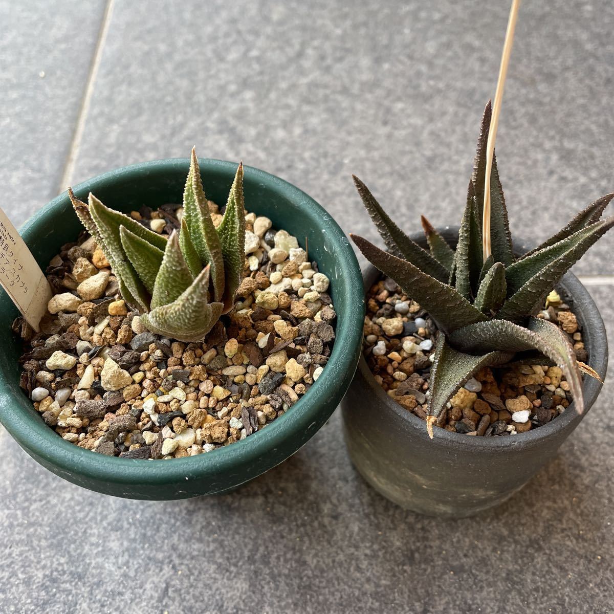 【やや傷や汚れあり】ハオルチア ソルディダ アガボイデス Haworthia Haworthiopsis Sordida Agavoides