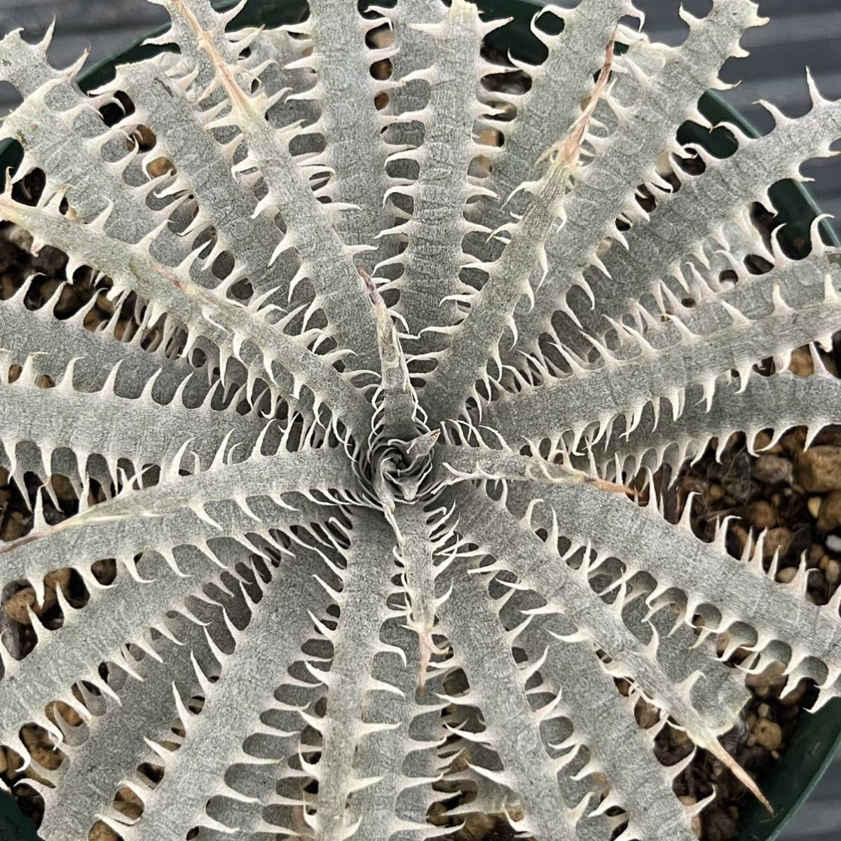 【目立った傷や汚れなし】全品500円スタート!! Dyckia-delicata type form ディッキア-デリカータ タイプフォームの ...