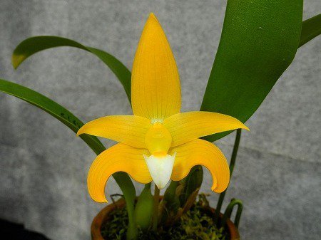 【やや傷や汚れあり】A27 Bulb. claptonense flavum(aureum) 'Daisen' BM, CHM/JOGA 洋蘭 ...