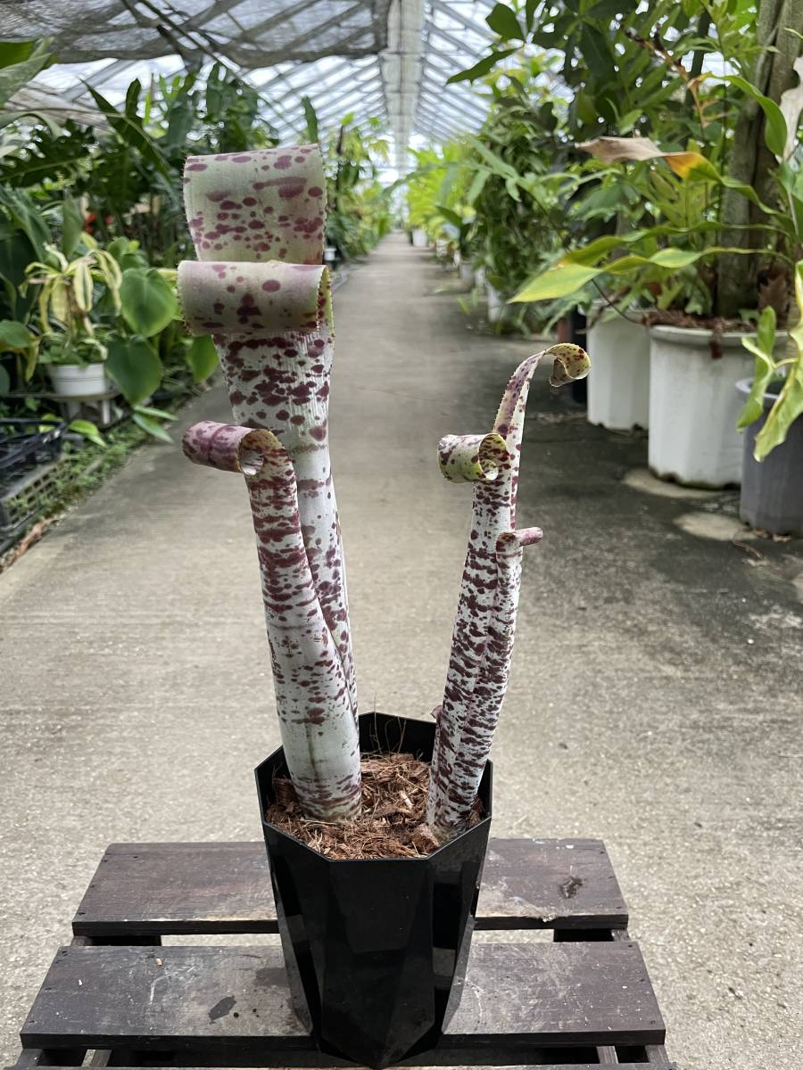 【未使用に近い】ケスネリア・マルモラータ・ティムプローマン ★ Quesnelia marmorata 'Tim Plowman' ★ 99円 ...