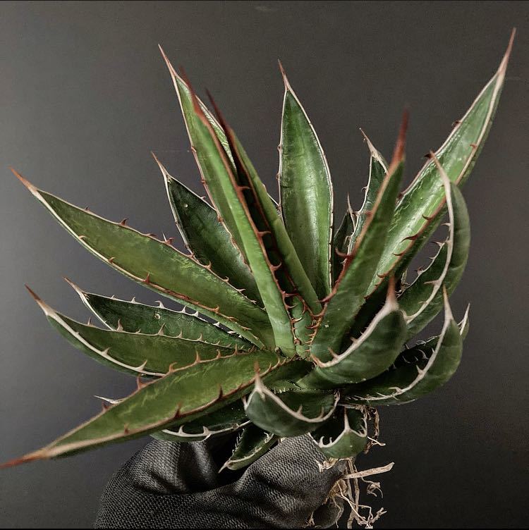 【未使用】hp 263 アガベ ホリダ ペロテンシス osp育成株 w約16センチの落札情報詳細 - ヤフオク落札価格検索 オークフリー