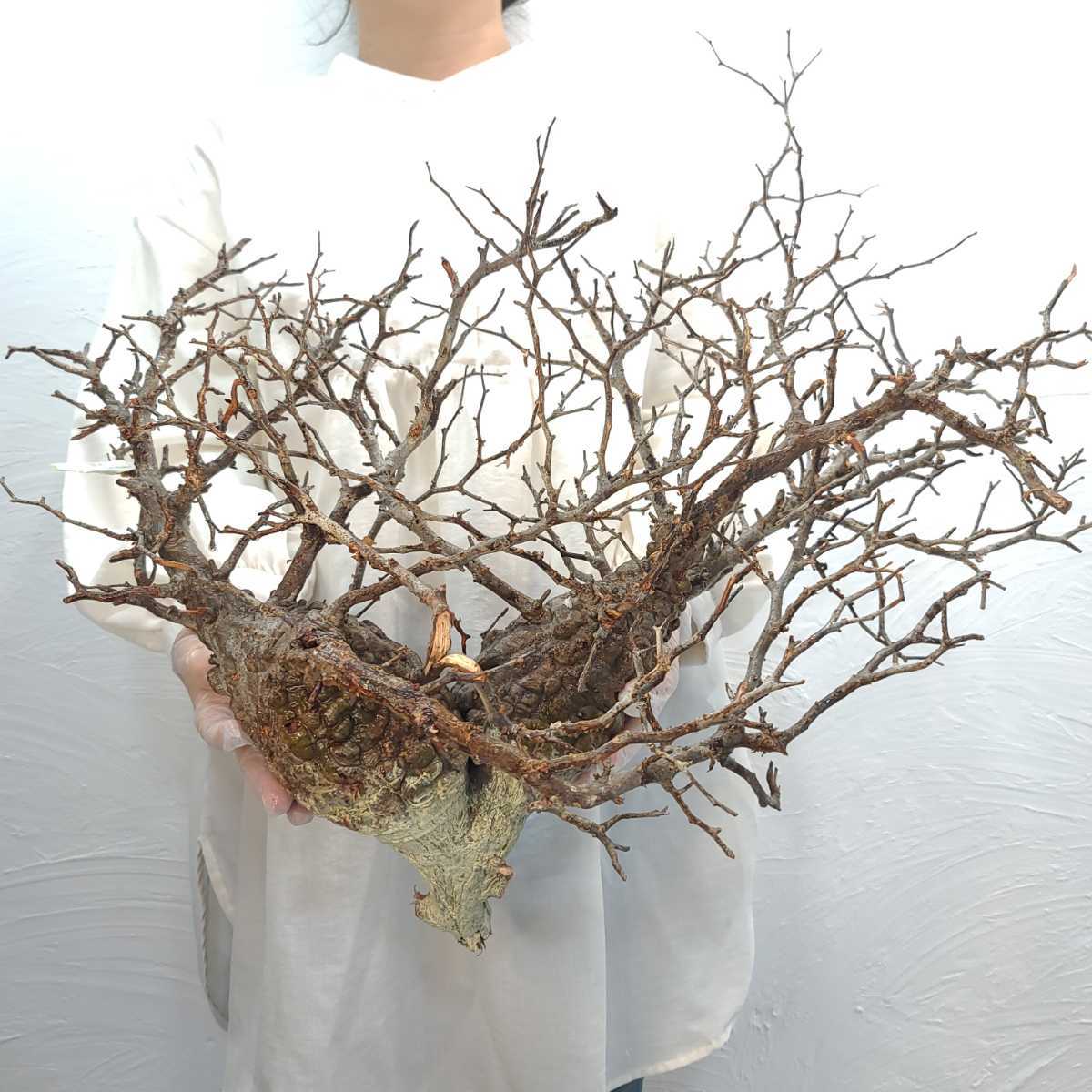 【未使用】【パキプス祭12/7輸入】G024 オペルクリカリア・パキプス Operculicarya Pachypus 塊根植物 コーデックス 多肉植物 観葉植物 現地株 未発根の落札情報詳細 ...