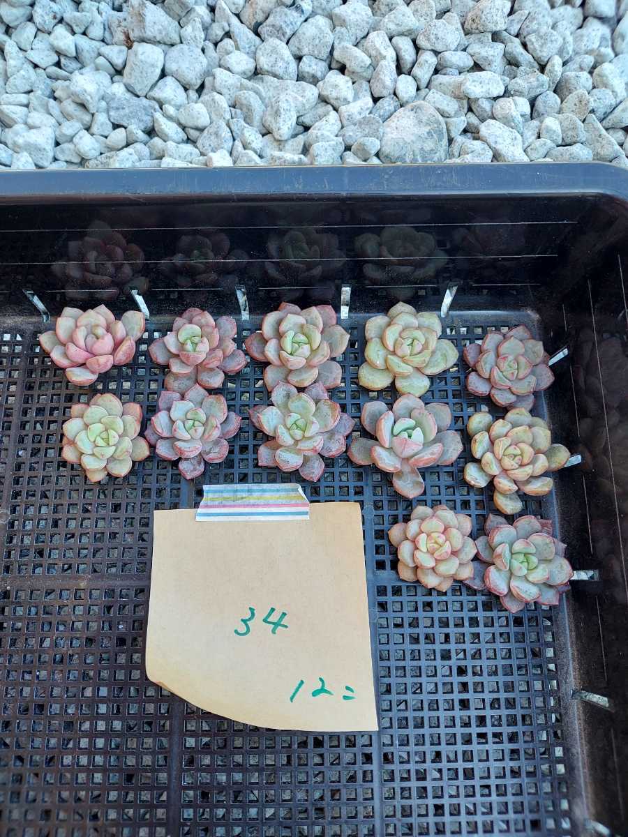 【未使用】多肉植物 韓国苗 Echeveria 1129-MD247-34 リメンバーミー 12個(岡山在庫)(12/12発送)の落札情報詳細 ...