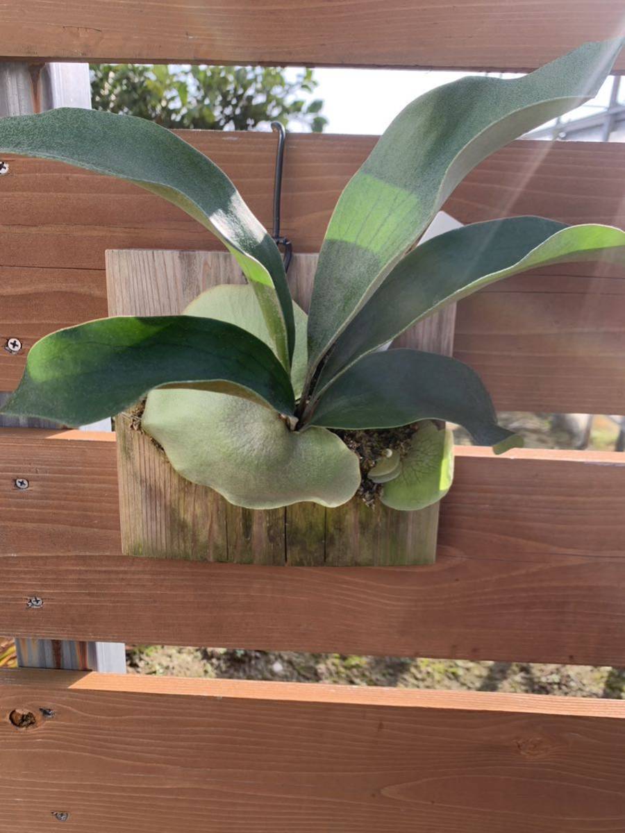 【やや傷や汚れあり】ビカクシダ P.Foongsiqi spore FSQの落札情報詳細 - ヤフオク落札価格検索 オークフリー