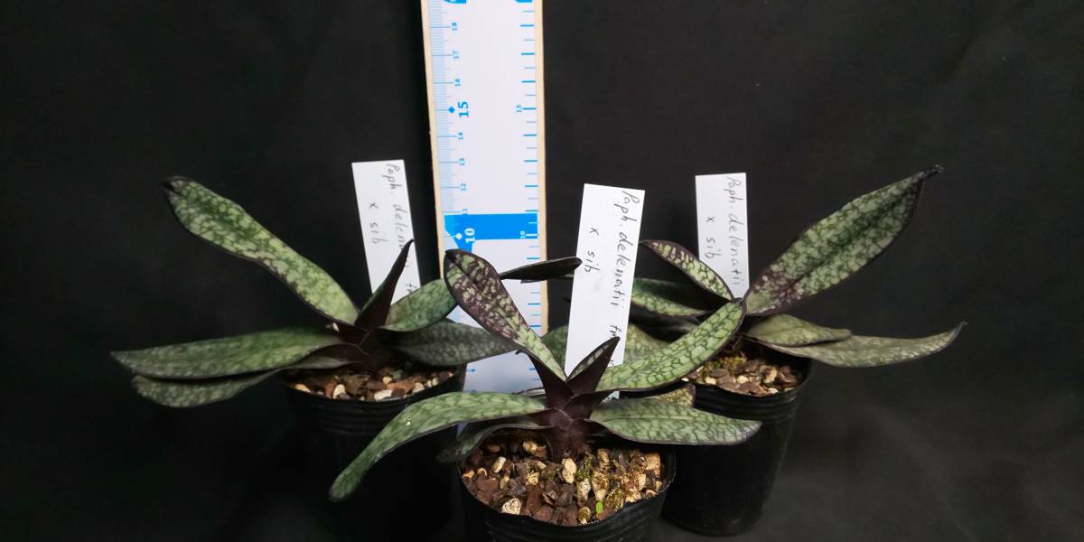 【未使用】洋蘭★原種★パフィオペディルム Paph. delenatii fma. vinicolor x sib 3株セットの落札情報詳細 - ヤフオク落札価格検索 オークフリー