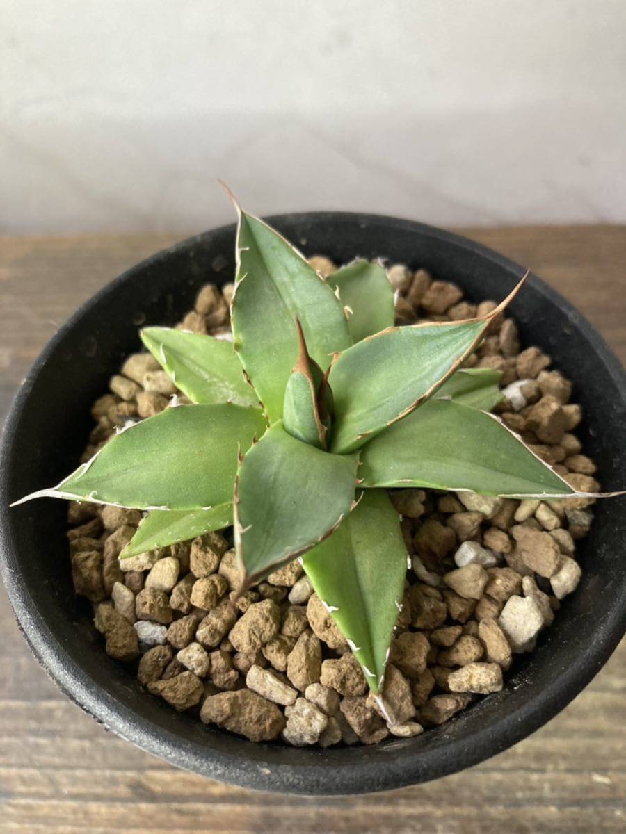 【未使用】hp 50 アガベ ホリダ ペロテンシス osp育成株 w約12センチの落札情報詳細 - ヤフオク落札価格情報 オークフリー