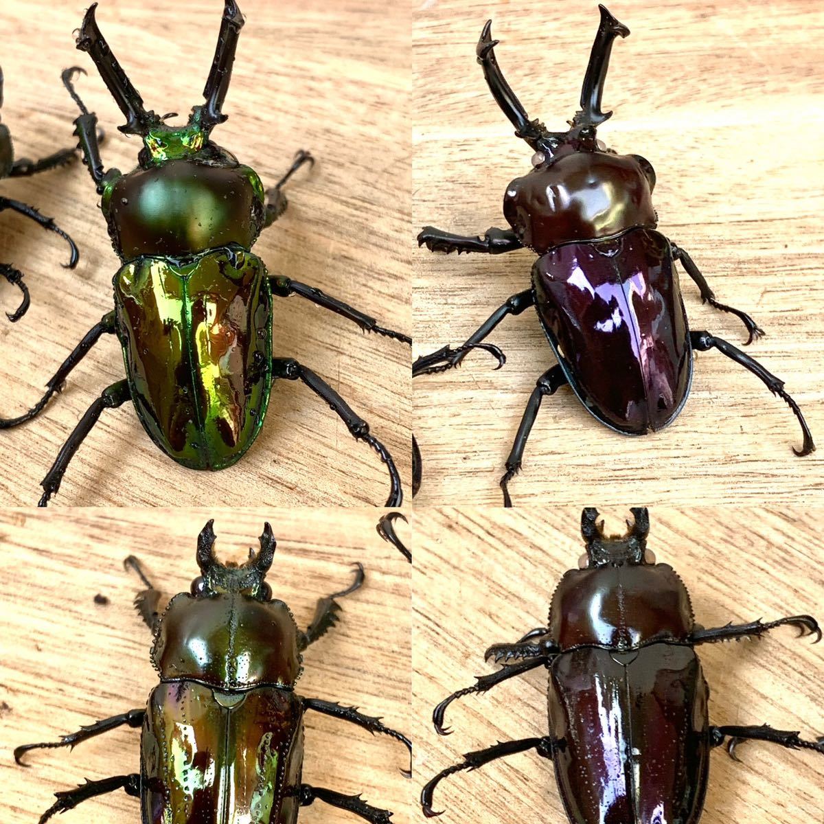 【未使用】2ペア★パープルホワイトアイ、特殊グリーン★【srt】 ★ ニジイロクワガタ ニジイロ 成虫ペア グリーン パープルホワイトアイ 光