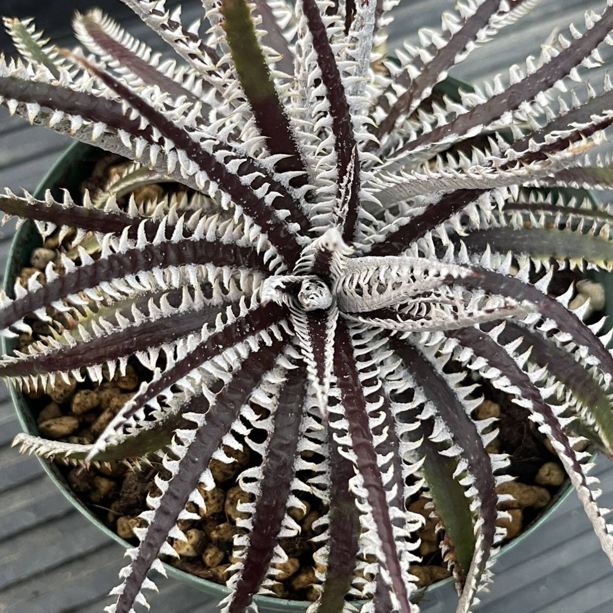 【目立った傷や汚れなし】Dyckia-Jaws × Bill Paylen ディッキア-ジョーズ × ビルペイレン ② の落札情報詳細 ...