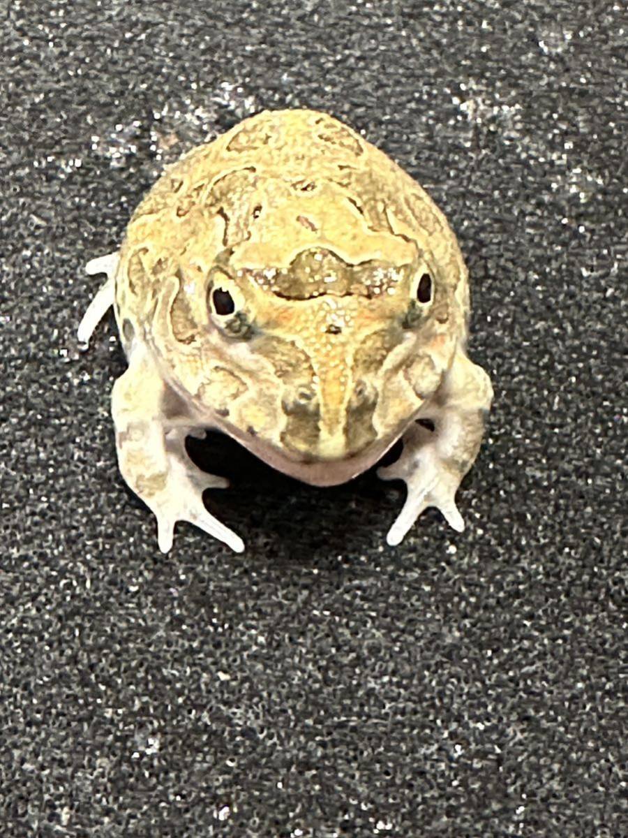 【未使用】【Bears Frog】チャコガエル ボリビア CB B品⑤北海道、九州、沖縄発送不可の落札情報詳細 - ヤフオク落札価格検索 オークフリー