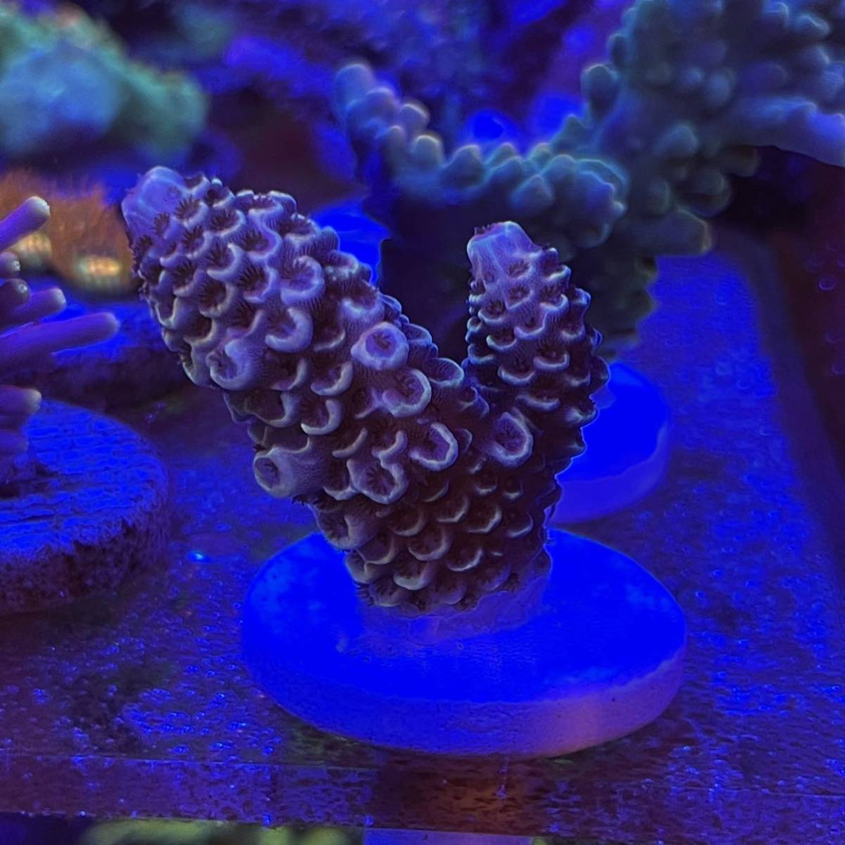 【未使用】【AUS産 Acropora millepora Red-Yellow】色揚げ個体 ミドリイシ ハイマツレッド オーストラリア産 ...