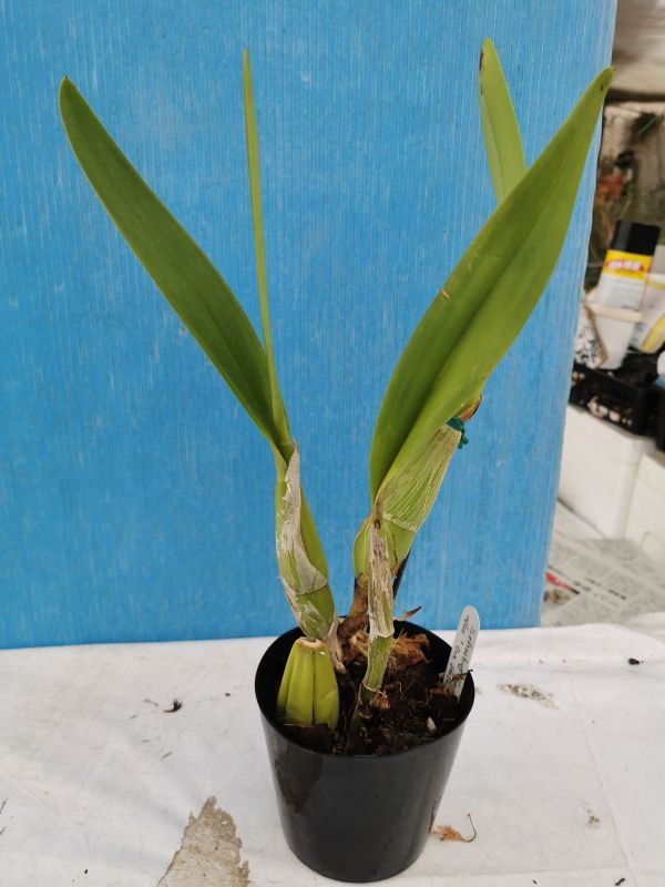 【傷や汚れあり】 洋蘭 Schomburgkia. superbiens alba 'Don Hubert' (Div) ②の落札情報詳細 ...