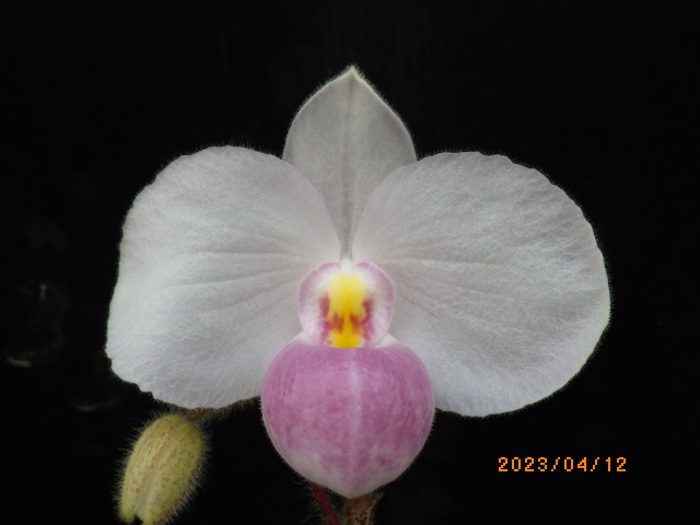 【やや傷や汚れあり】P-35 Paph. Pink Sky 'Sato' (Lady Isabel x delenatii) 洋蘭 交配種 パフィオ (R5-0604-P)の落札情報詳細 ...