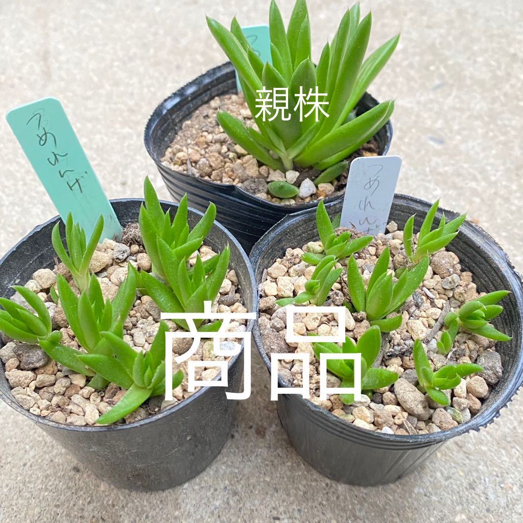 【やや傷や汚れあり】爪蓮華 写真のポットからおひとつ 写真現物 2号 抜き苗 多肉植物 寄せ植えにも♪ Seewee_Succulentsの ...