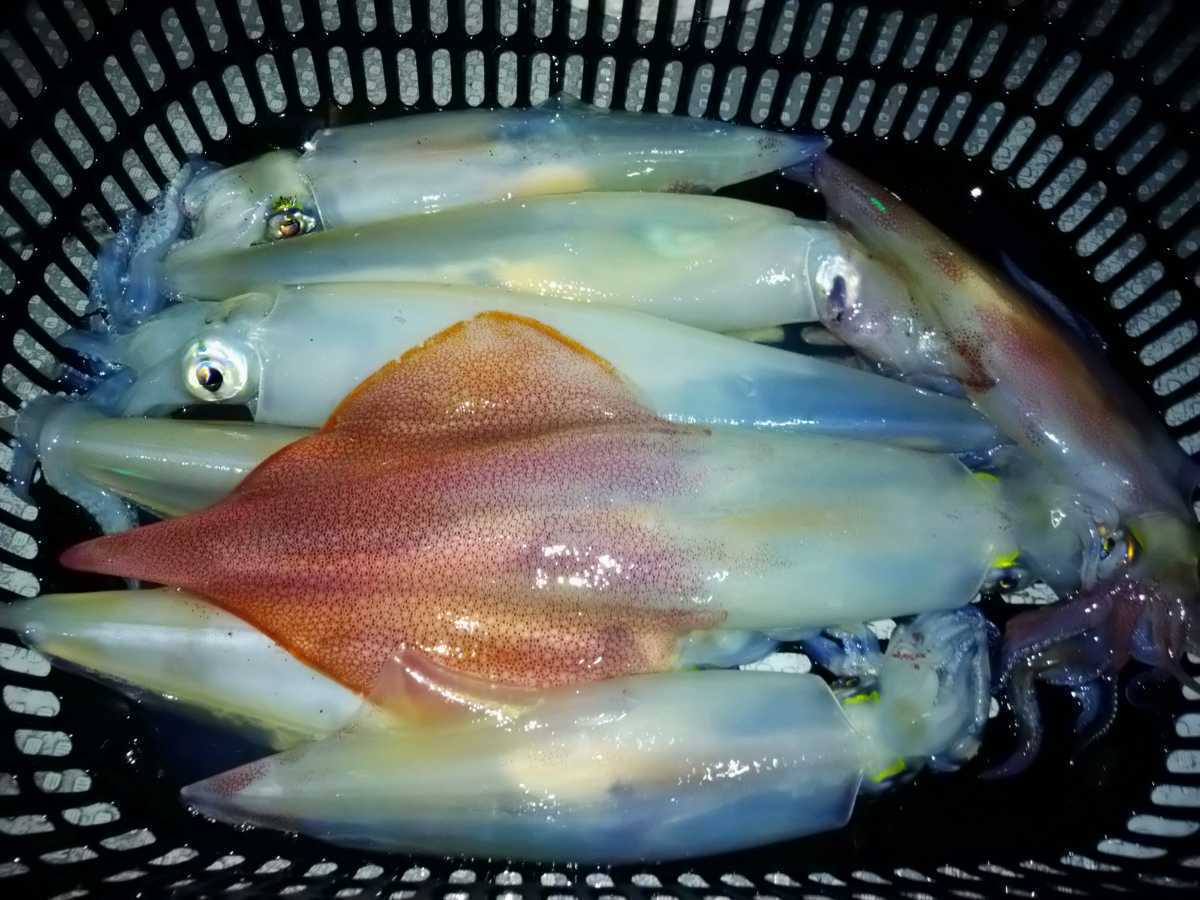 【未使用】赤イカ ケンサキイカ 内蔵抜き 約3.6kg 大〜中サイズ、赤イカ沖漬け650g、スルメイカ700g 鮮度良く お刺身OK アニサキス食中毒なく安心の落札情報詳細 - ヤフオク落札 ...