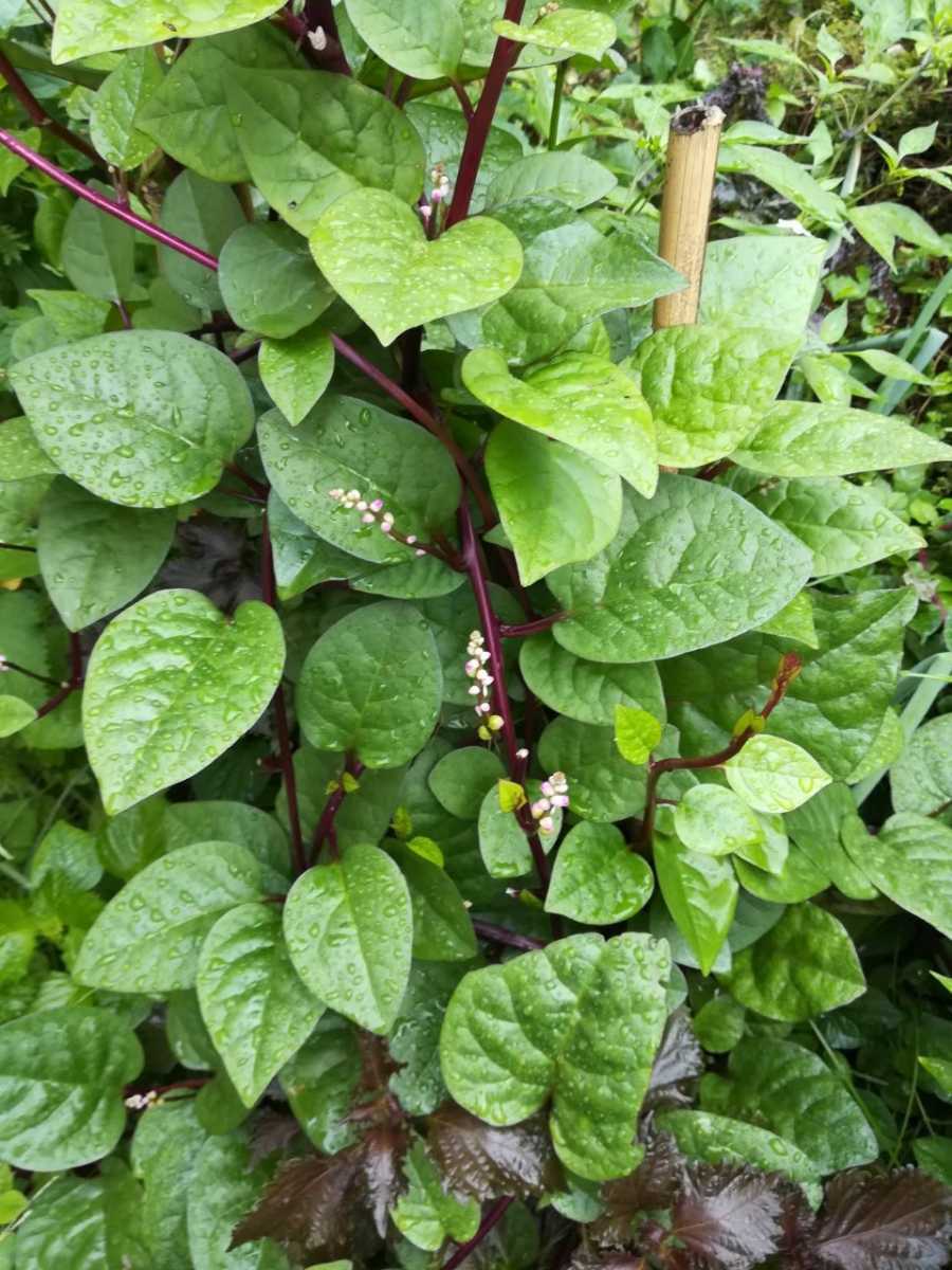 【未使用】【種200粒】ツルムラサキ 紫系つるあり品種 種子 2022年 無農薬栽培 夏野菜の落札情報詳細 - Yahoo!オークション落札 ...