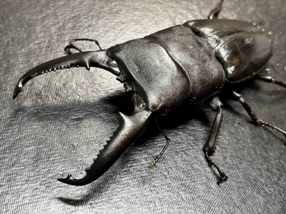 【未使用】【calmana】パラワン オオヒラタ♂106.8mm（B品以下） + ♀52mm up #1211-1の落札情報詳細 - ヤフオク ...