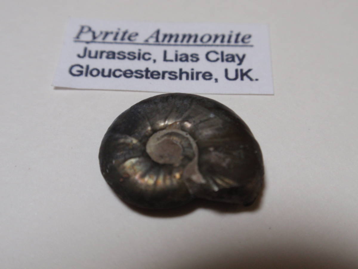 【目立った傷や汚れなし】ミニアンモナイト化石 Pyrite Ammonite Jurassic Lias Clay 英国産 （1）の落札情報 ...