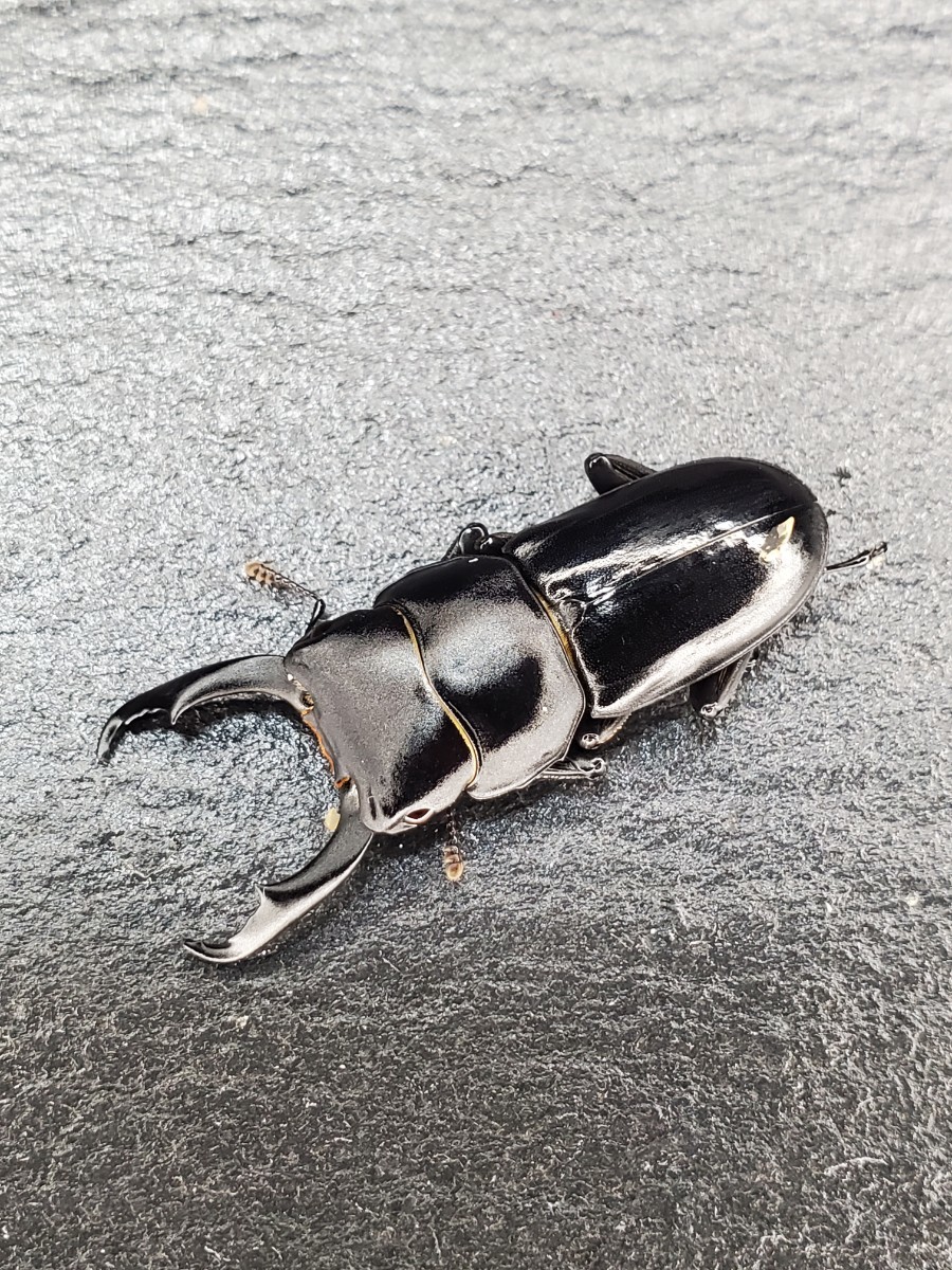 【未使用】中国便 中国スジクワガタ ペア dorcus striatipennis davidi 2【J-KUWA】の落札情報詳細 ...