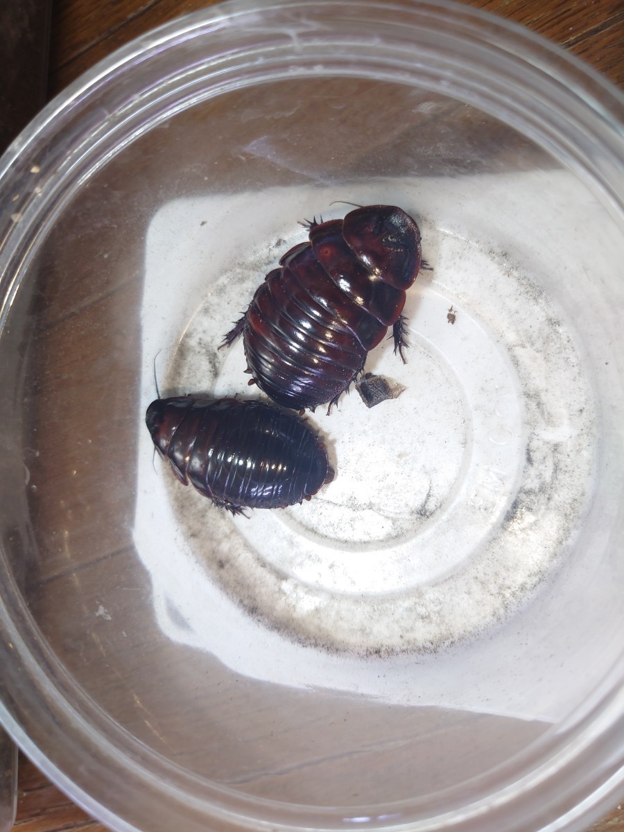 【未使用】ヨロイモグラゴキブリ幼虫ペア 2022年CBの落札情報詳細 - ヤフオク落札価格検索 オークフリー