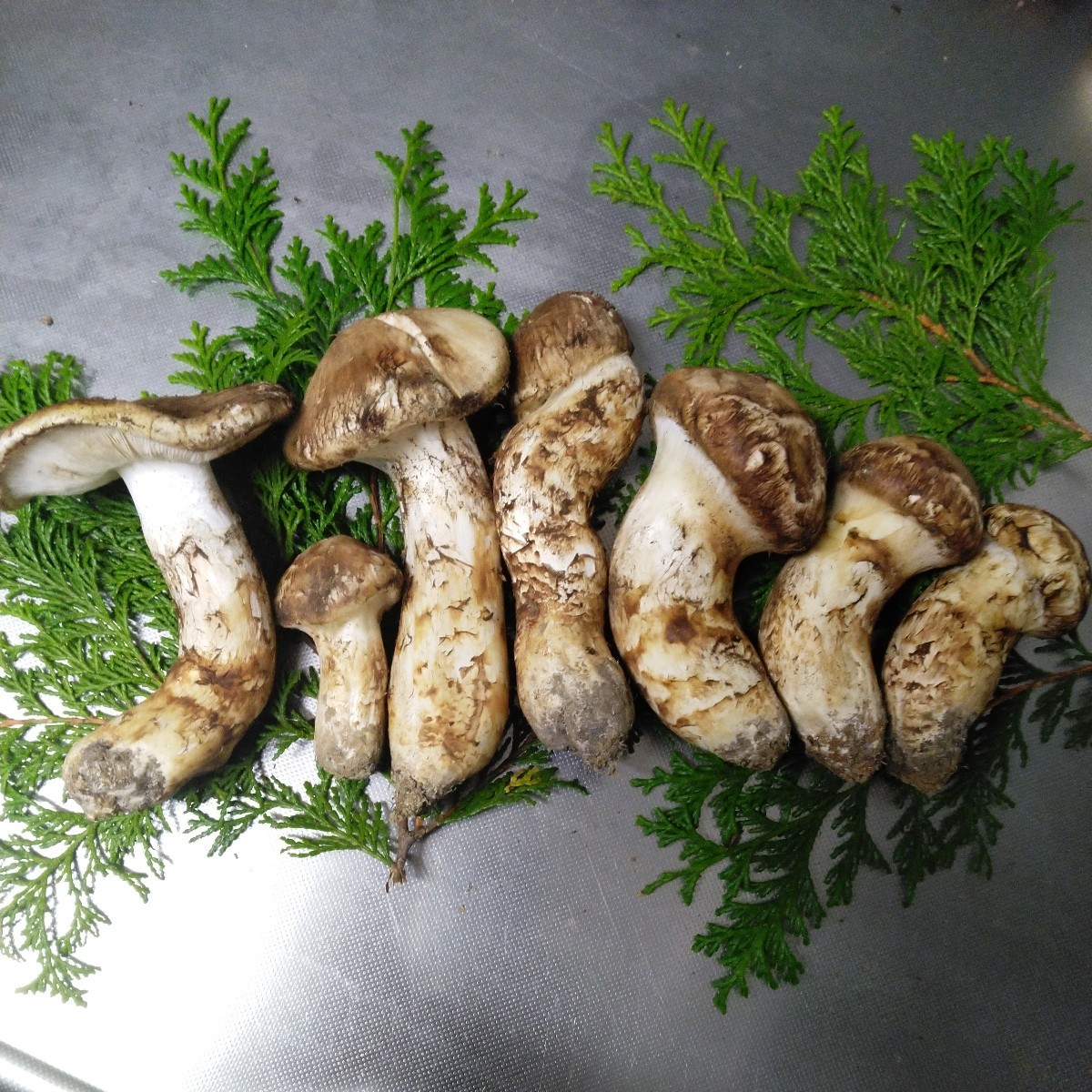 【目立った傷や汚れなし】極上 太 綺麗なつぼみ ひらき まつたけ 松茸 国産 岡山県産 マツタケ 10/26採取 キノコ 約504g 天然 蕾 開き 即連絡とれる方の落札情報詳細 - ヤフオク ...