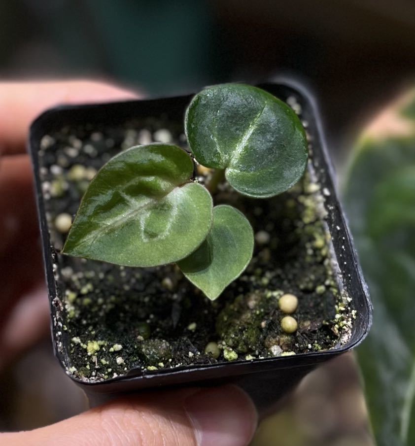 【未使用に近い】【anthuroom】Anthurium Dorayaki original x (Docblock Michelle x ...