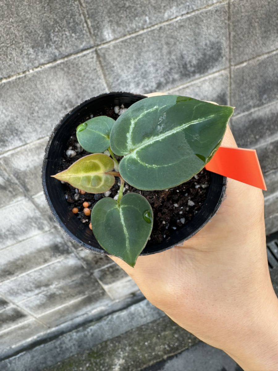 【未使用に近い】【anthuroom】Anthurium Dorayaki original x (Docblock Michelle x ...