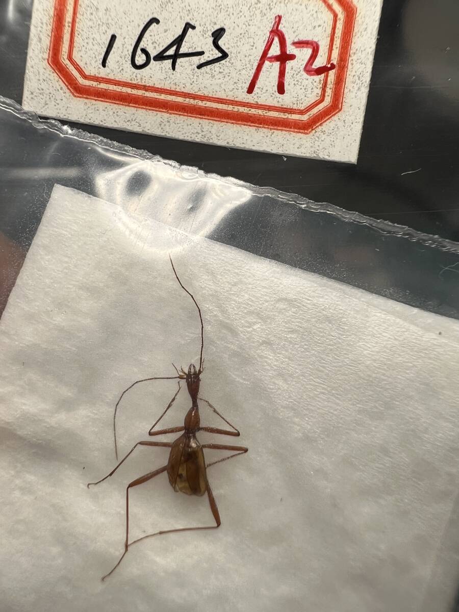 【全体的に状態が悪い】1643 中国貴州省 希少種 ゴミムシ giraffaphaenops/sinaphaenops sp A2の落札情報 ...