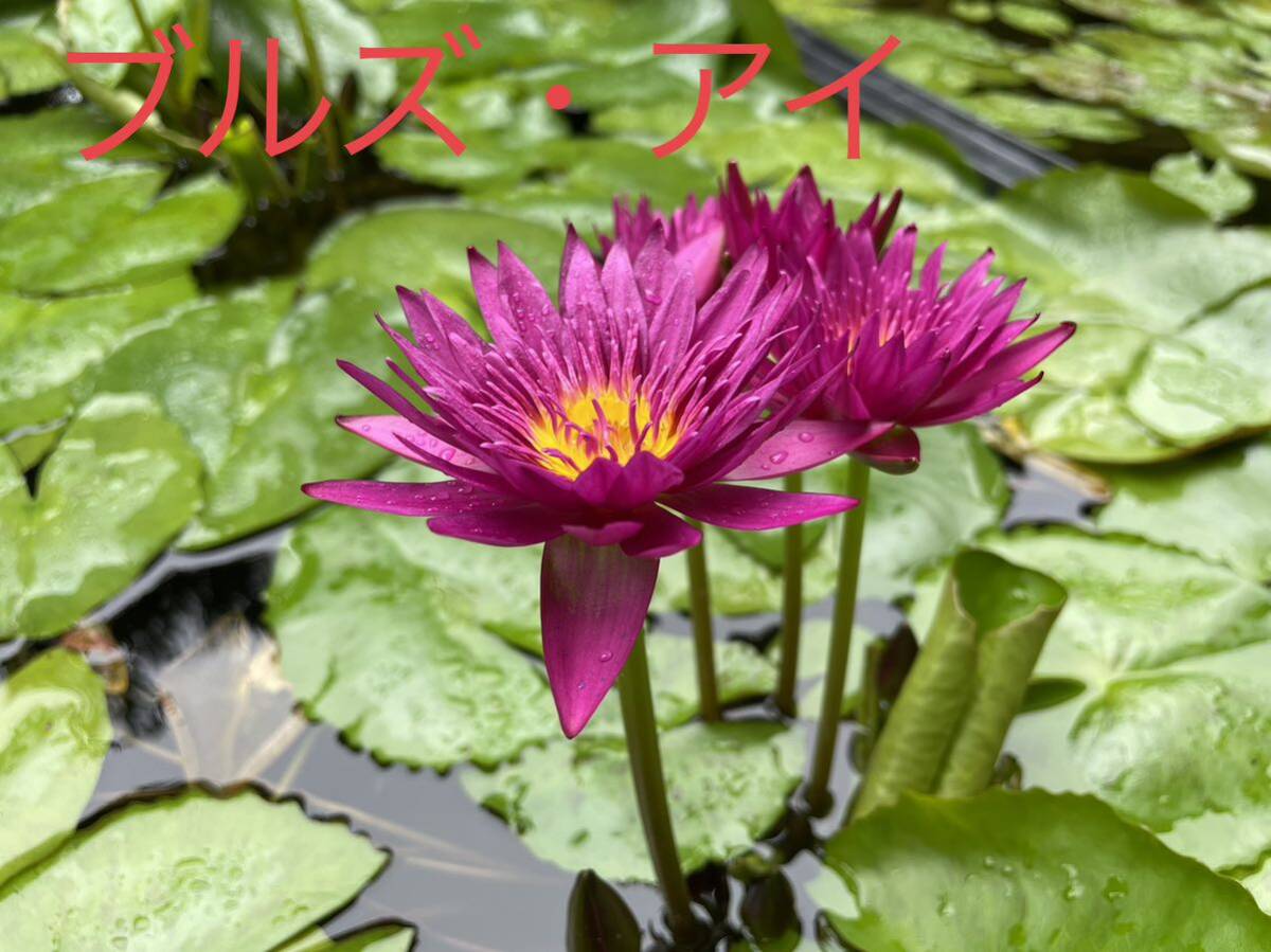 【目立った傷や汚れなし】ブルズアイ 熱帯性スイレン アフリカ産の原種 ビオトープ 水生 熱帯睡蓮 熱帯性スイレン 睡蓮 スイレンの落札情報詳細 ...