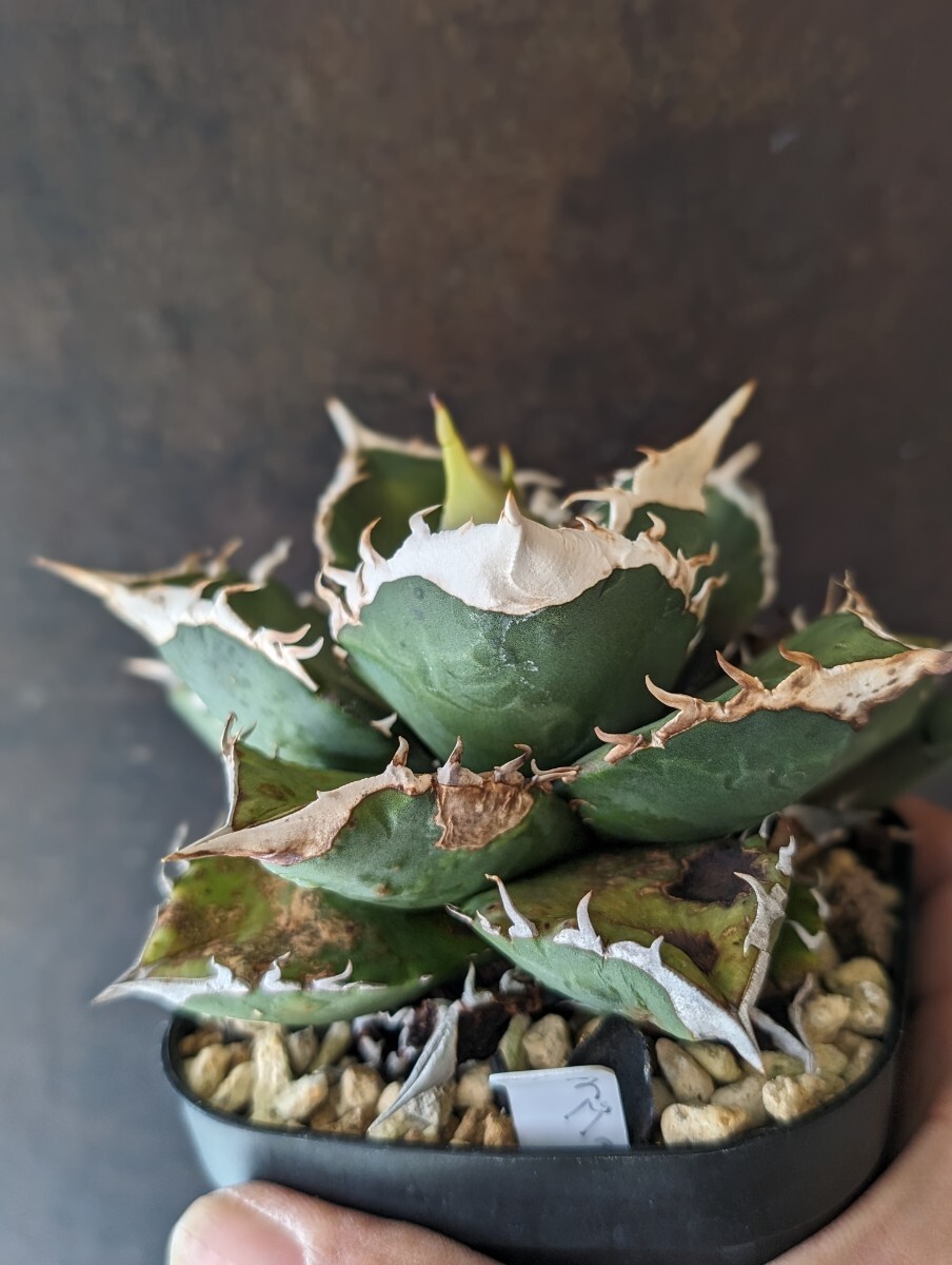 【傷や汚れあり】【AGAVE TITANOTA NO NAME】アガベ チタノタ 子株の落札情報詳細 - Yahoo!オークション落札価格検索 オークフリー