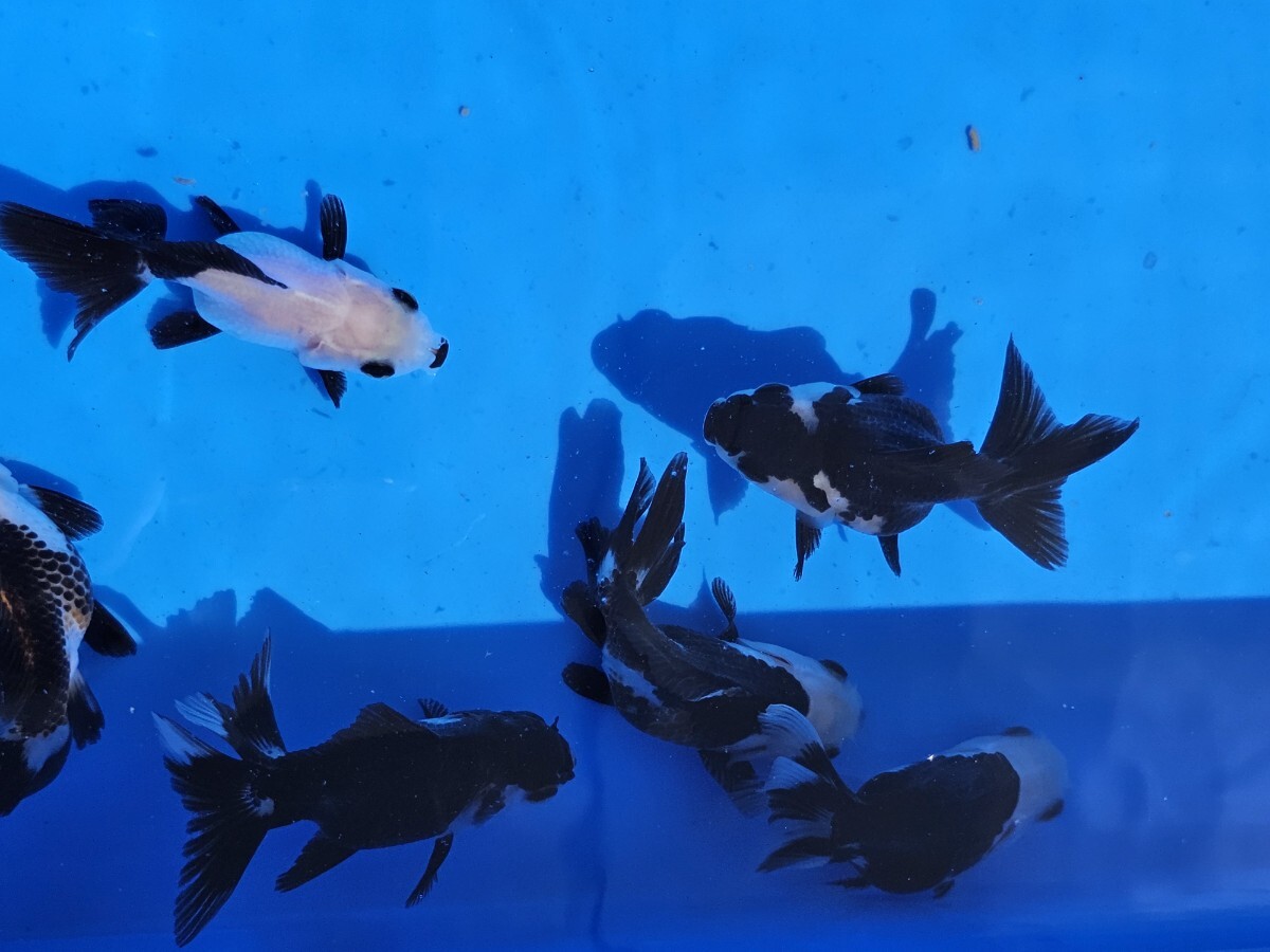 【商品説明に記載のとおり】V★新品 トワコスタイル FTCセレブ ヘア ディープセラム ヘアトリートメント 60mL★2の落札情報詳細 - Yahoo!オークション落札価格検索 オークフリー