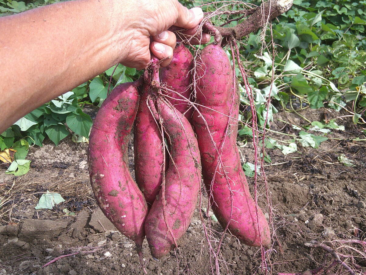 【やや傷や汚れあり】【新物】人気の蜜芋 紅はるか 10kg 2L～3L 芋のミルク煮 芋アイスなど加工用 キッチンカー販売の落札情報詳細 - Yahoo!オークション落札価格検索 オークフリー