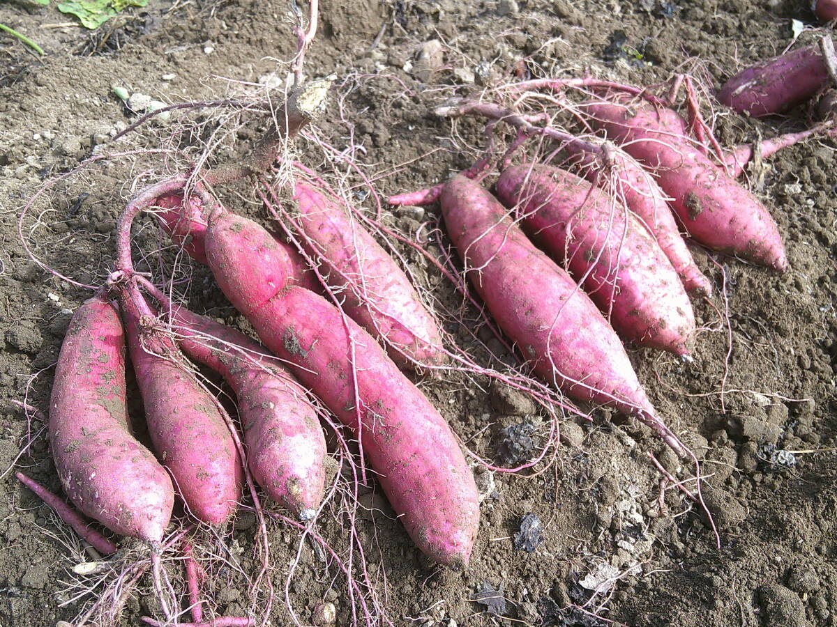 【やや傷や汚れあり】【新物】人気の蜜芋 紅はるか 10kg 2L～3L 芋のミルク煮 芋アイスなど加工用 キッチンカー販売の落札情報詳細 - Yahoo!オークション落札価格検索 オークフリー