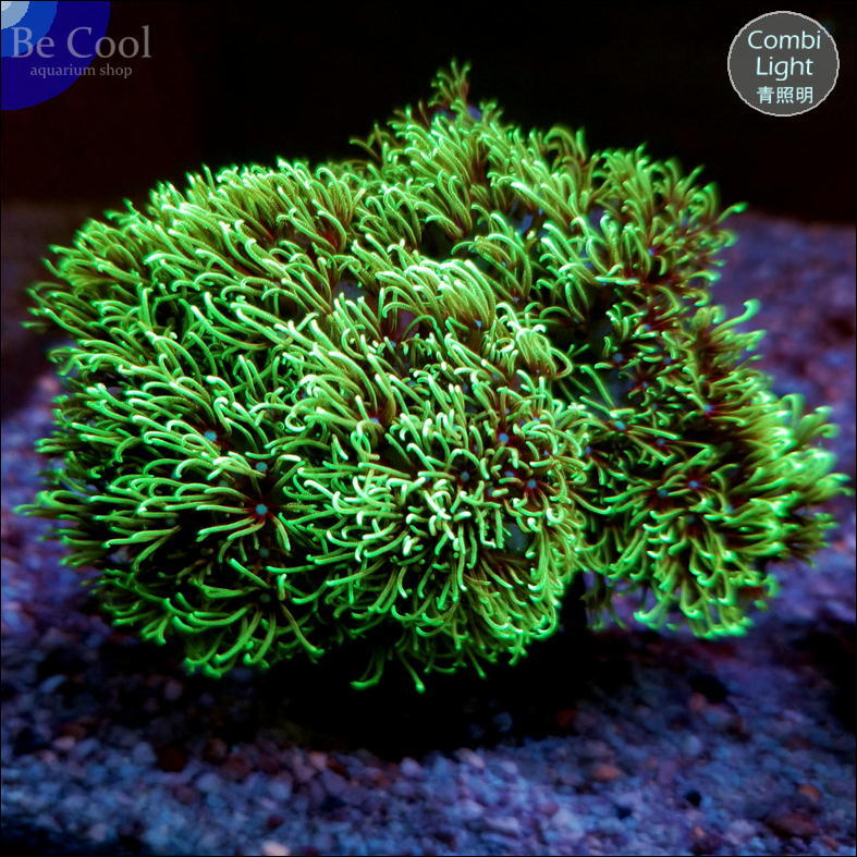 【未使用】E27 スターポリプ（9cm前後）の落札情報詳細 - Yahoo!オークション落札価格検索 オークフリー