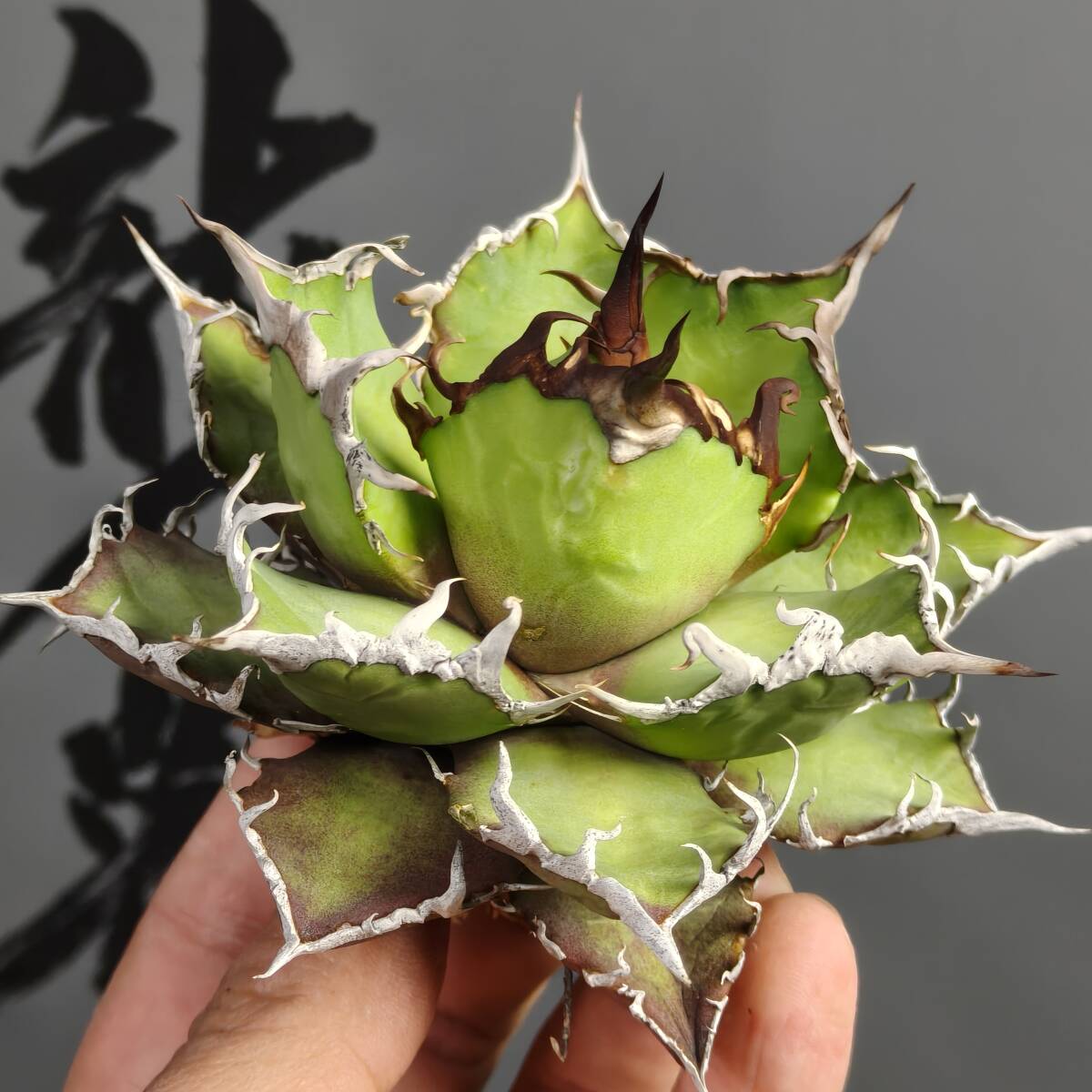 【やや傷や汚れあり】【龍園觀】No.A39 特選 アガベ チタノタ "凱撒" ‘SUPER CAESAR’ シーザー ☆超絶狂棘☆ 極上美株 激レア！の落札情報詳細 - Yahoo ...