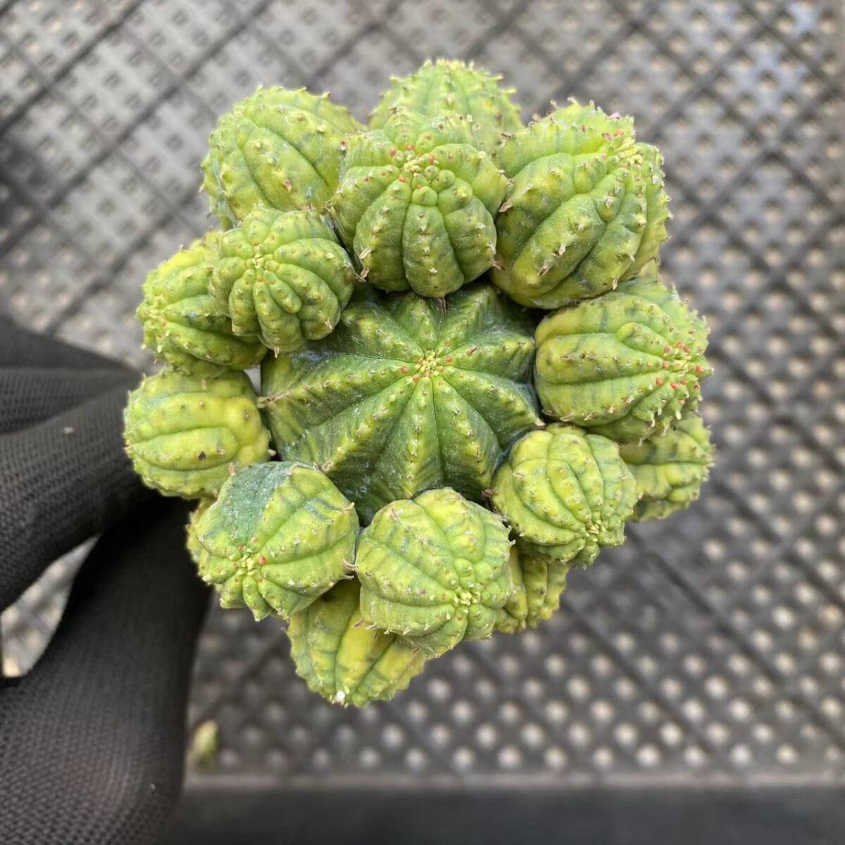 【やや傷や汚れあり】366 多肉植物 サボテン ユーフォルビア オベサ 錦 Euphorbia obesa 群生 大株 特選の落札情報詳細 - Yahoo!オークション落札価格検索 オークフリー