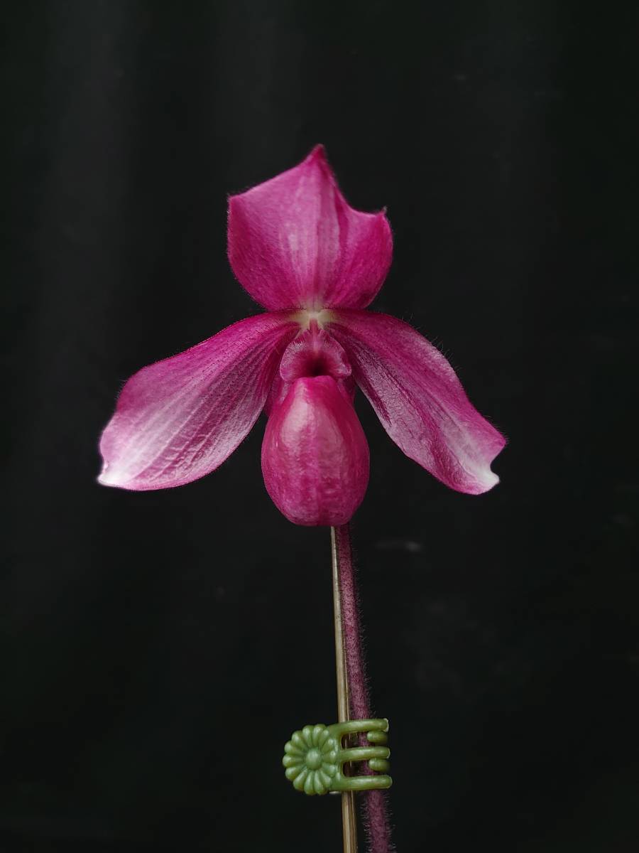 05.☆洋蘭パフィオペディルム☆Paph. (delenatii x All Blacks) select 花付き80の落札情報詳細 - Yahoo!オークション落札価格検索 オークフリー