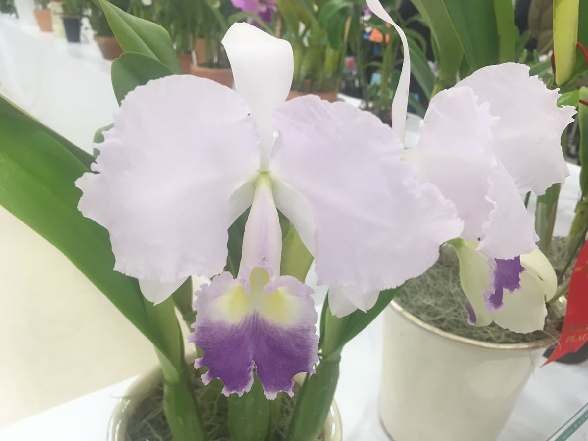 【新品】洋蘭原種 カトレア C trianae coerulea Edilma OG JP の落札情報詳細| ヤフオク落札価格情報 オークフリー