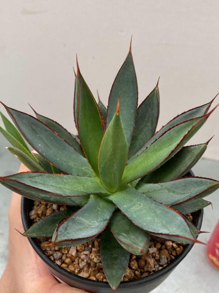 【未使用に近い】セ2072 「多肉植物」アガベ バーントバーガンディー【美株・発根・Burnt Burgundy】の落札情報詳細 - Yahoo!オークション落札価格検索 オークフリー