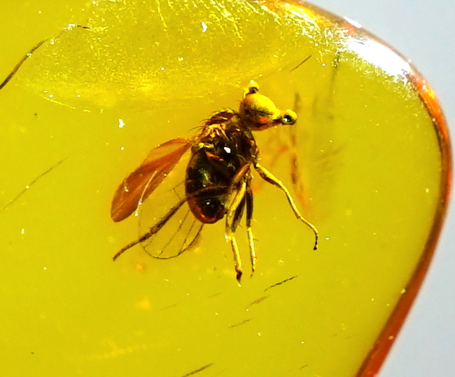 【未使用】天然虫入り琥珀 ケース付き バルティック アンバー BA2159の落札情報詳細 - ヤフオク落札価格検索 オークフリー