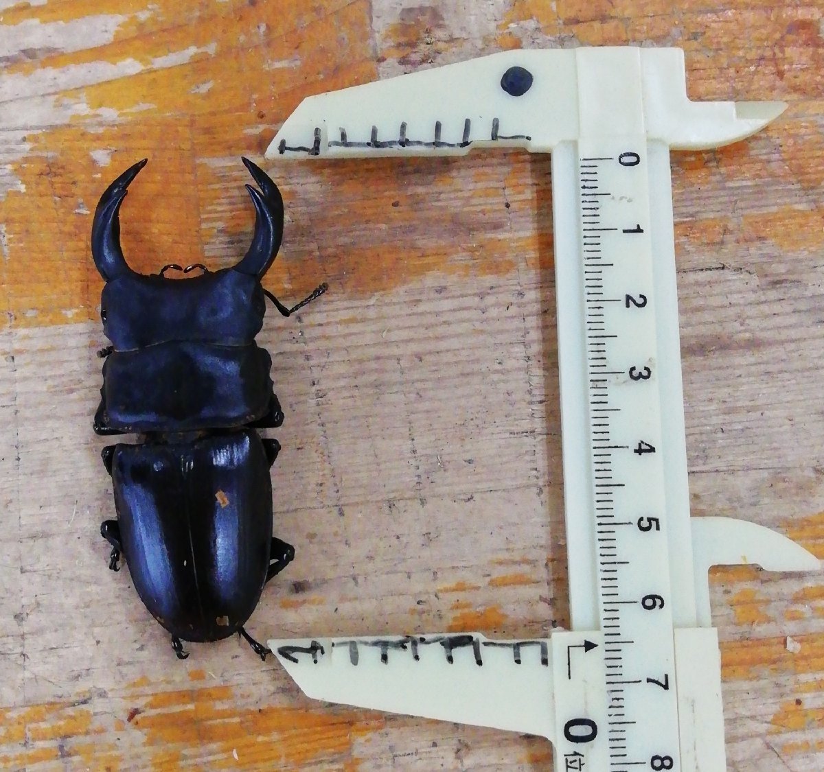 【未使用】国産オオクワガタ ペア ♂約65mm ブリード個体です。 NO.7の落札情報詳細 - Yahoo!オークション落札価格検索 オークフリー