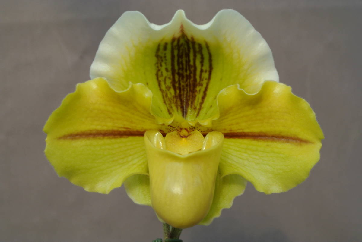 【新品】洋蘭 交配種 期待のハンギアナム交配 Paph. (Hellas ‘Westonbirt’ FCC/RHS x hangianum ...