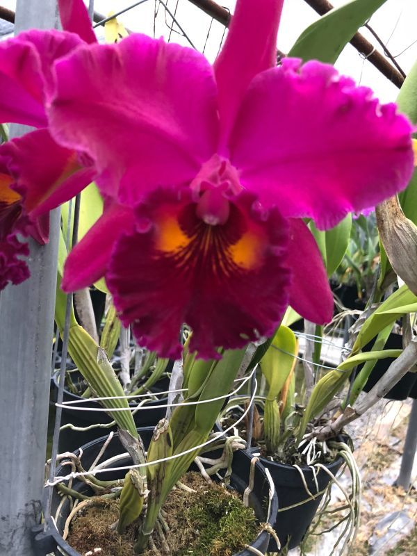 【傷や汚れあり】 洋蘭 Rlc. Sanyung Ruby 'Grand Dragon' AM/AOSの落札情報詳細 - ヤフオク落札価格検索 オークフリー