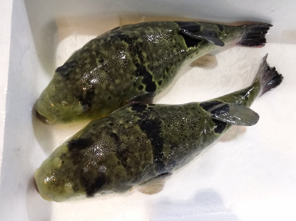 【未使用】【魚有天】佐賀県産☆養殖トラフグ☆1匹☆1600gの落札情報詳細 - ヤフオク落札価格検索 オークフリー