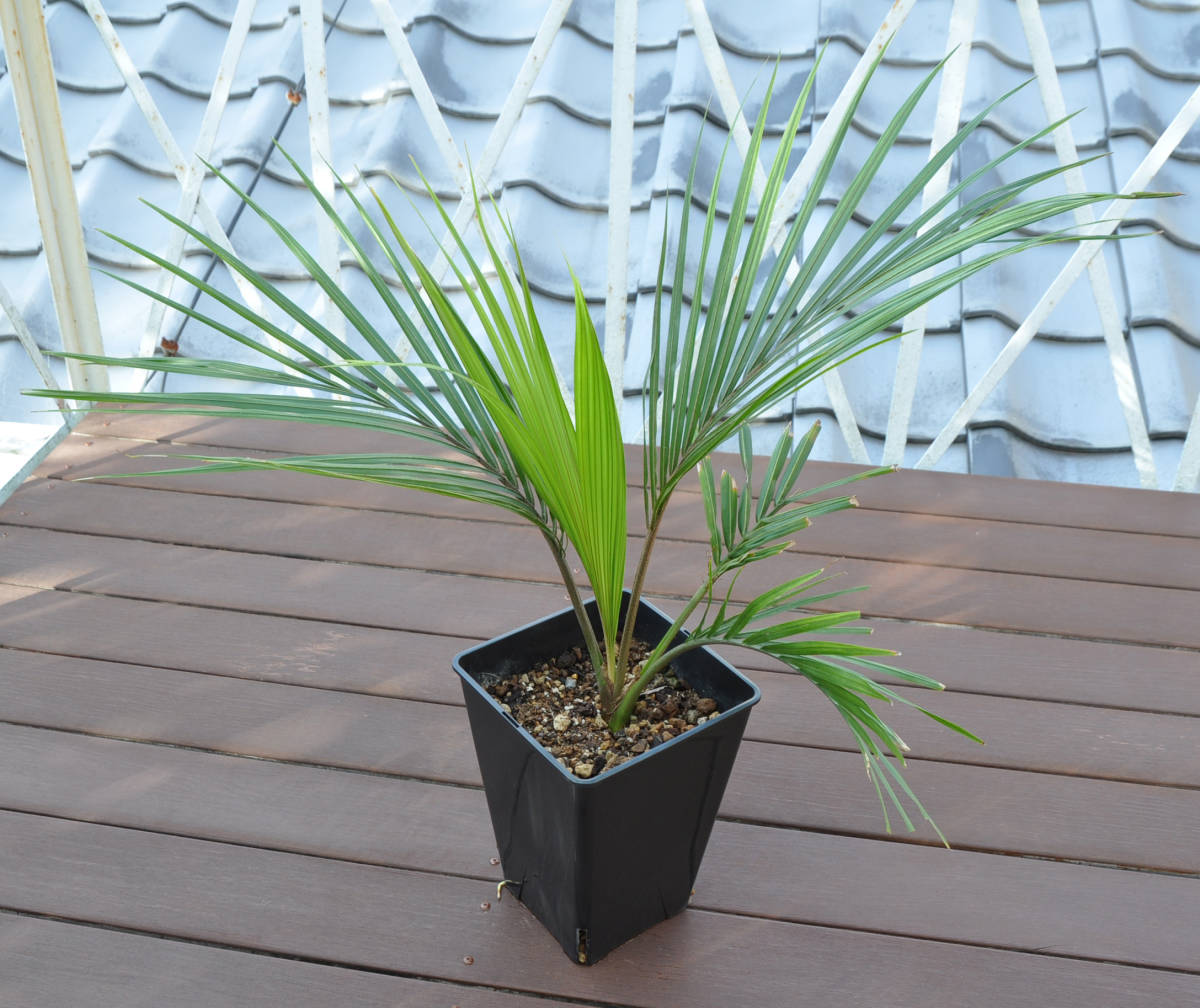 【未使用】【耐寒ヤシ】ニカウヤシ Rhopalostylis sapida（ロパロスティリス サピダ）/ナガバハケヤシ 送料無料 の落札情報詳細| ヤフオク落札価格情報 オークフリー