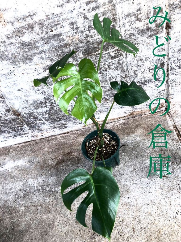 栽培品】モンステラ・デリシオーサ・コンパクタ (Monstera deliciosa Compacta) /観葉植物 ハワイアンプランツ 稀少 ...