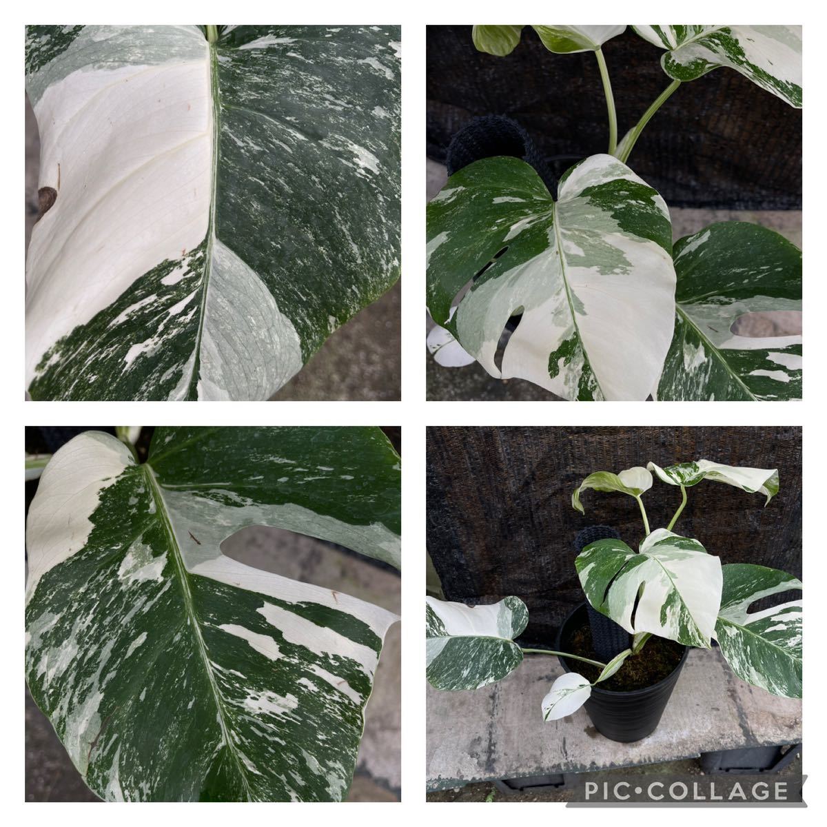 【未使用】モンステラ デリシオーサ セブブルーミント(Monstera deliciosa var.borsigiana Cebu blue ...