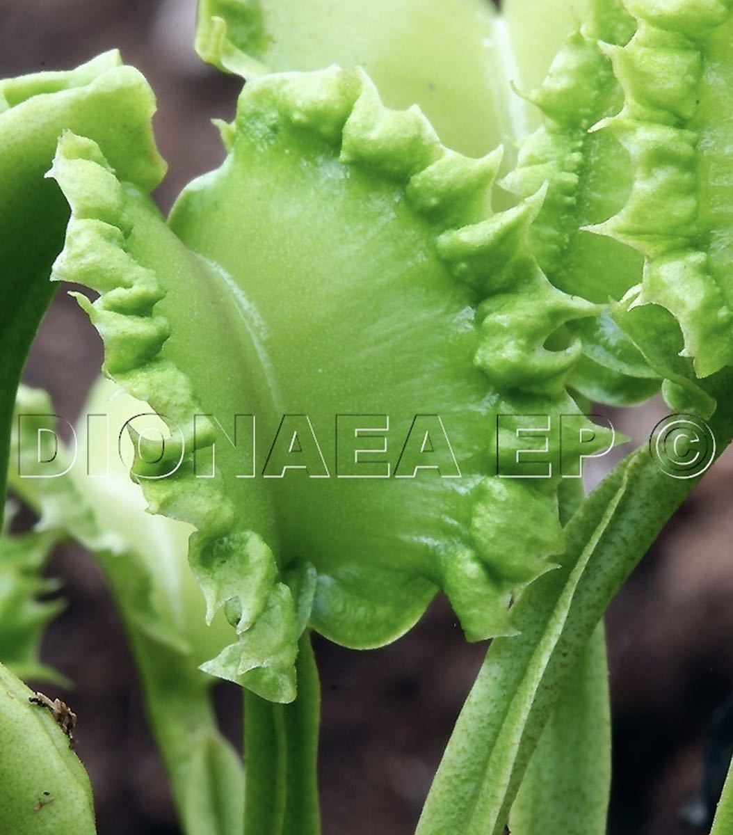 【やや傷や汚れあり】年末SALE Dionaea muscipula Carnivoria Crusader ディオネアマスシプラ 十字軍 ...