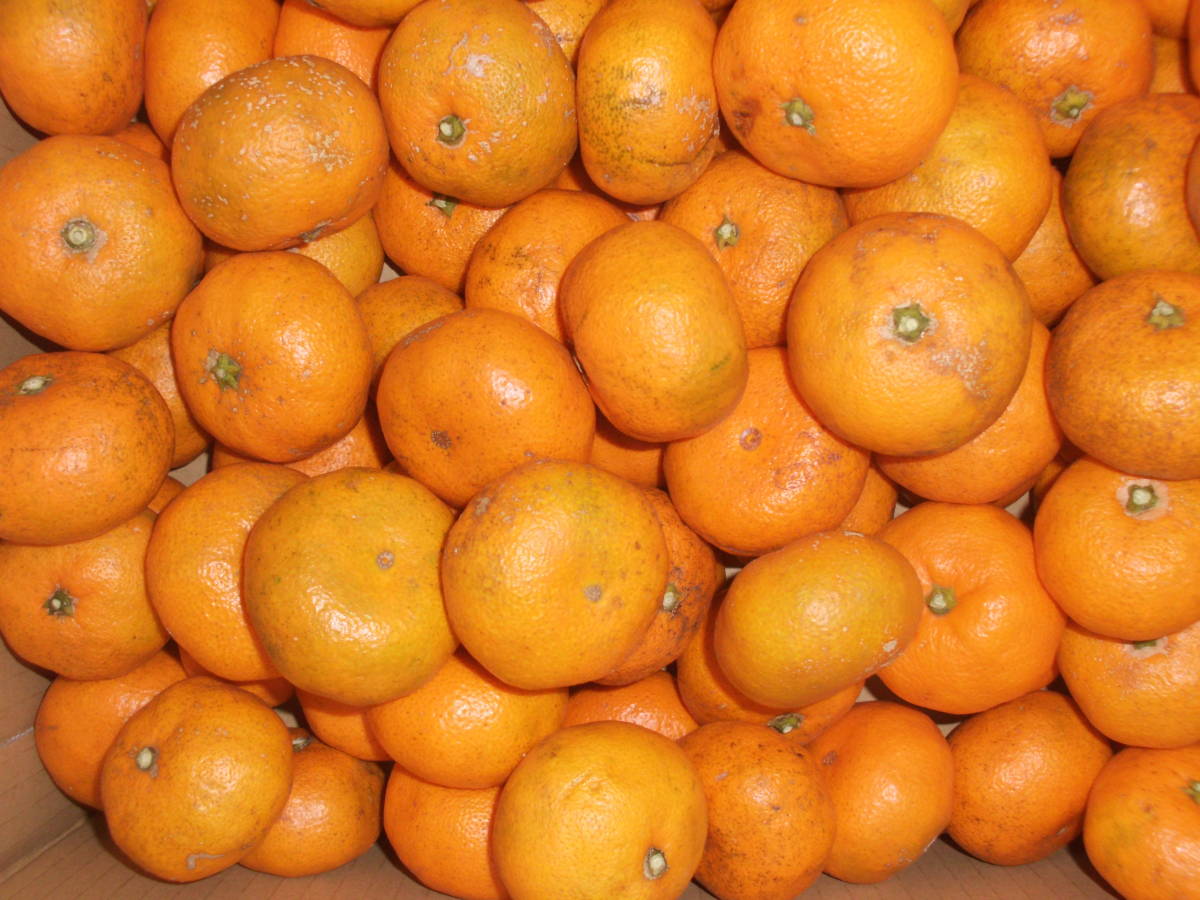 【未使用】送料込み 静岡産 減農薬 家庭用 青島みかん 10kg S～2Sサイズ（直径約4.5～6cm）の落札情報詳細 - ヤフオク落札価格検索 オークフリー